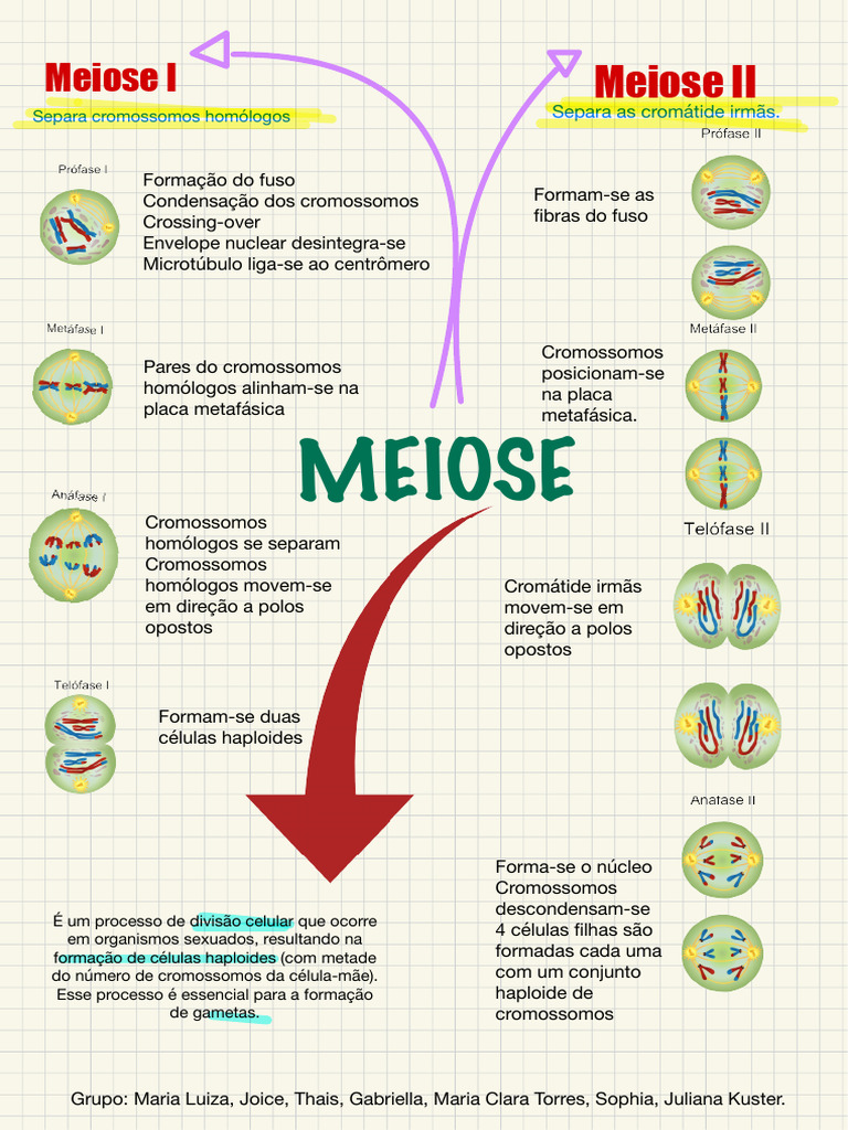 Mitose Meiose | PDF