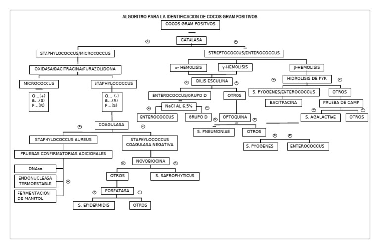Algoritmo para La Identificacion de Cocos Gram Positivos | PDF ...