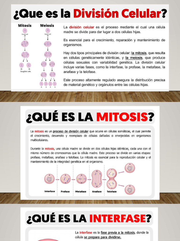 MITOSIS | PDF