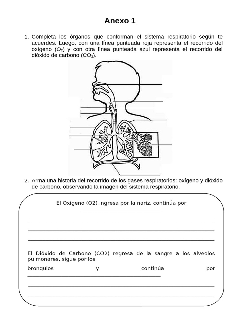 Ficha Sis Respiratorio | PDF