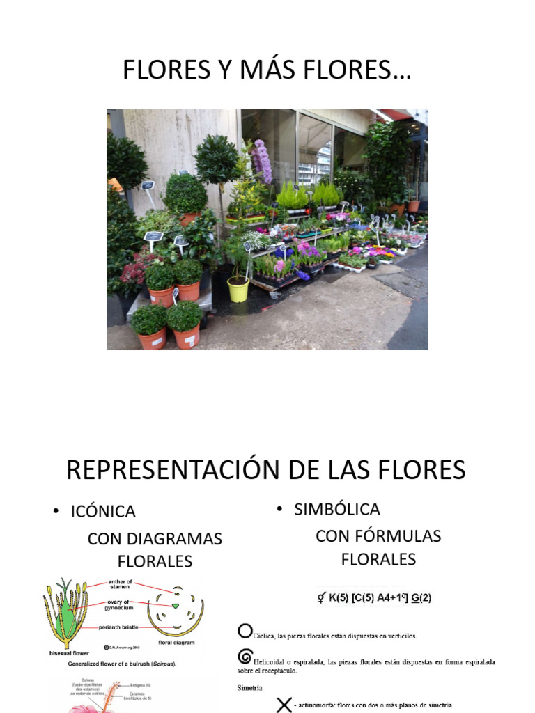 Estructura y Tipos de Flores | PDF
