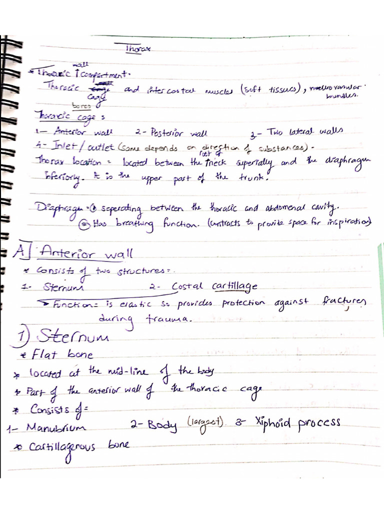 Important Thorax Notes | PDF