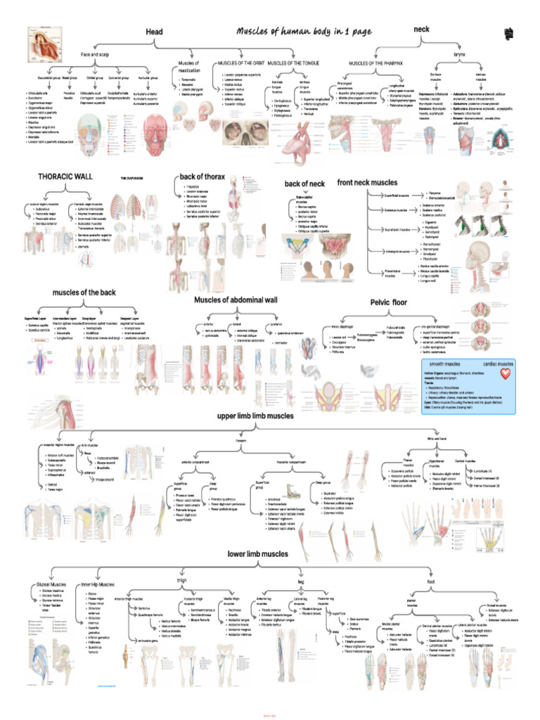 All The Muscles in 1 Page | PDF | Human Leg | Soft Tissue