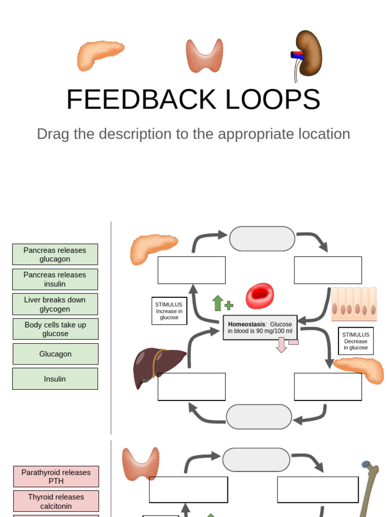 Feedback Loops | PDF