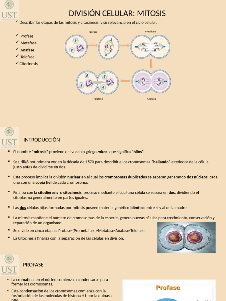 Fases de la Mitosis y Citocinesis | PDF | Mitosis | Cromosoma
