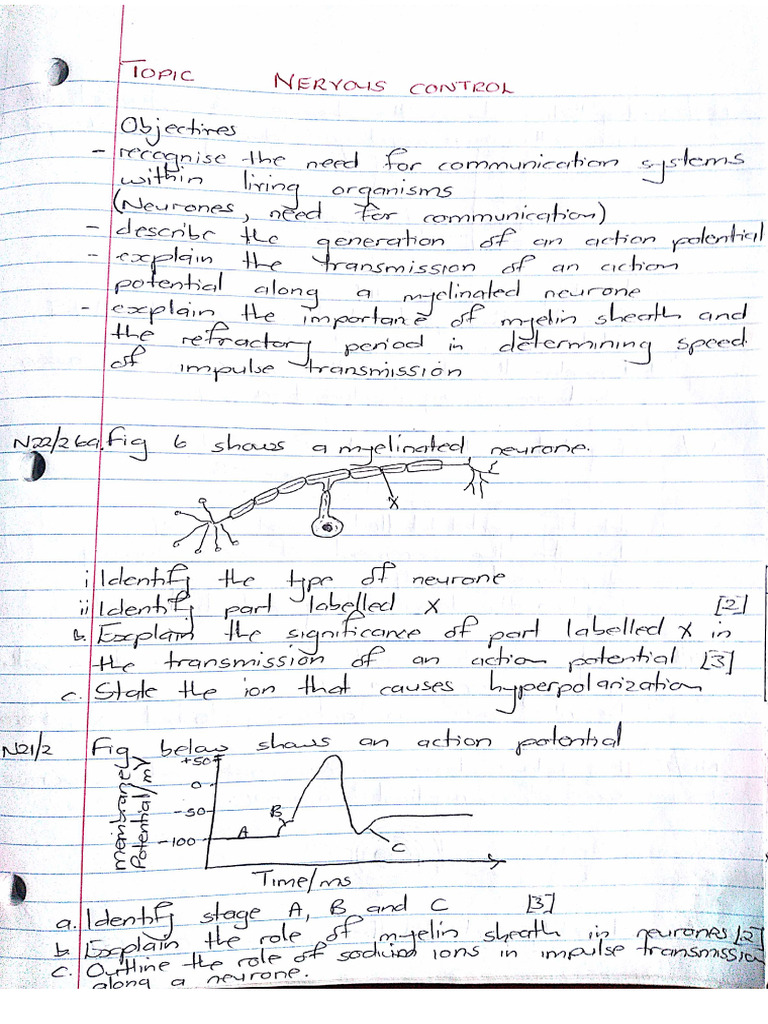Nervous_control_revision_test_6030 | PDF