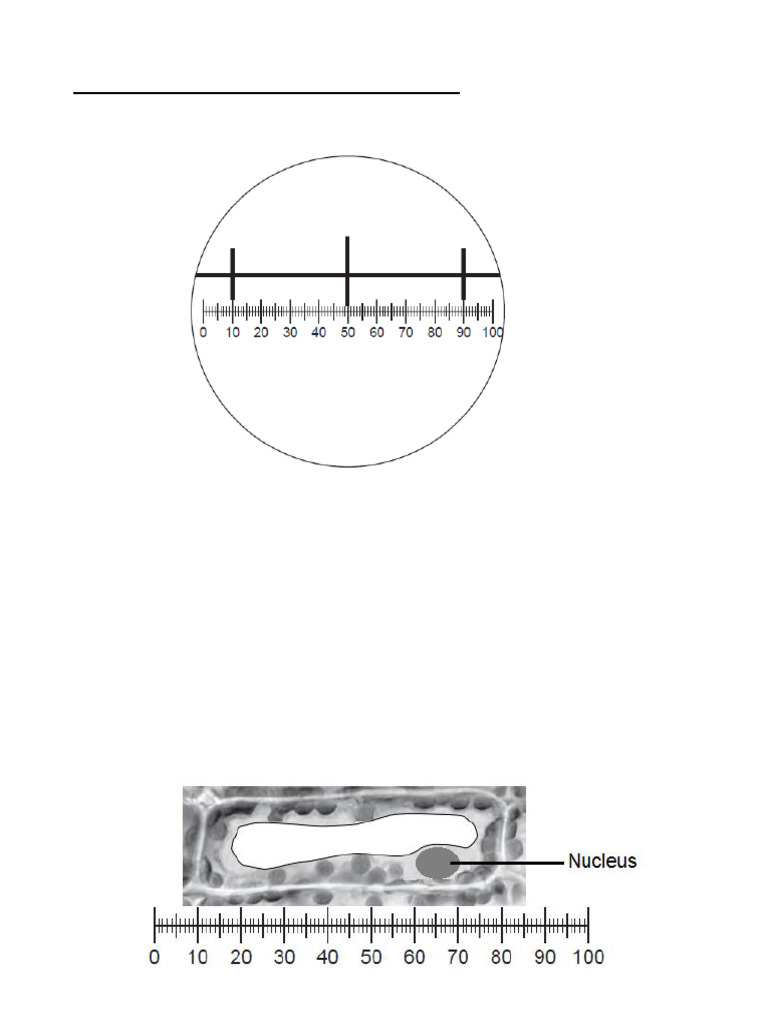 Eyepiece Graticule Calibration Exercise | PDF