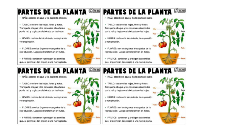 Partes de Una Planta | PDF