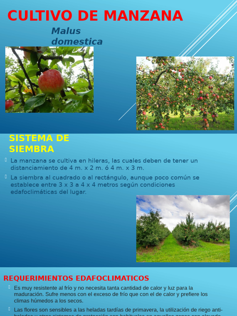 Proceso de Cultivo de Manzana | PDF | manzana | Plantas