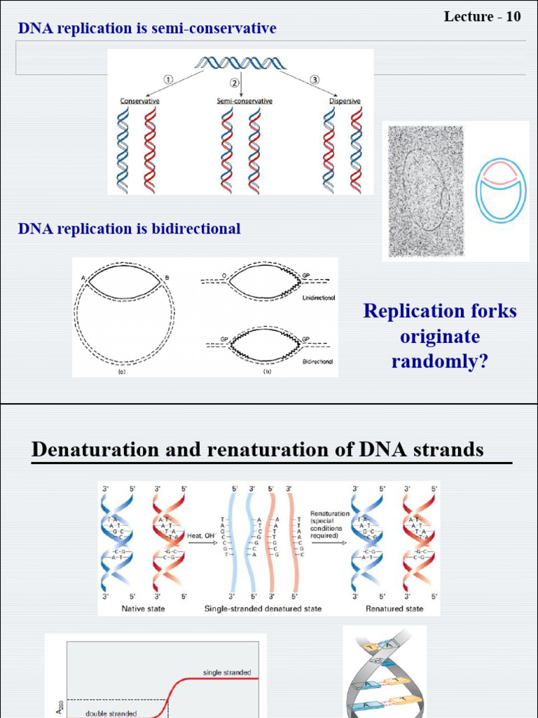 Understanding DNA Replication Mechanisms | PDF