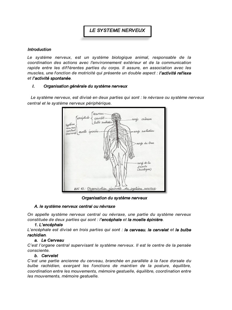 Organisation du Système Nerveux | PDF | Nerf | Système nerveux