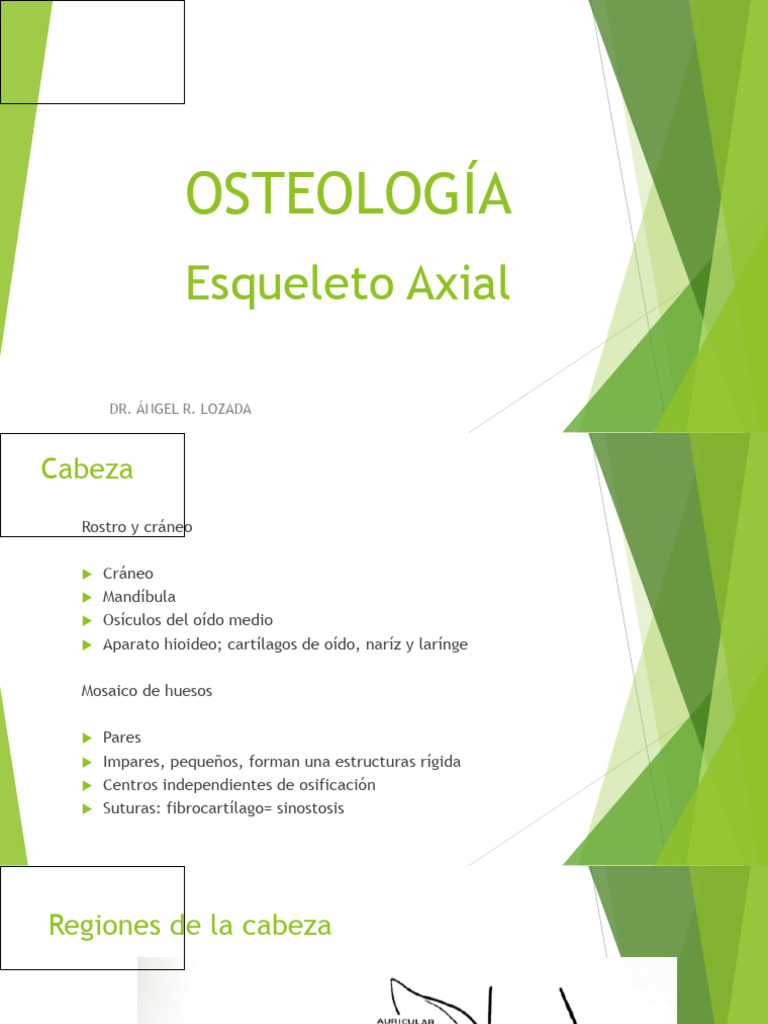 OSTEOLOGÍA Esqueleto Axial Cráneo PDF | PDF | Cráneo | Sistema ...