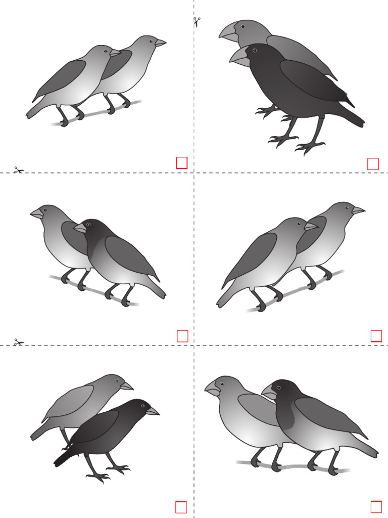 Finch Cards | PDF