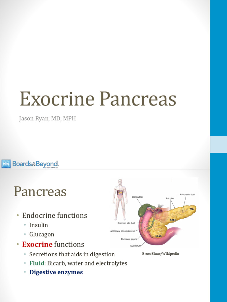5. Exocrine Pancreas | PDF | Pancreas | Trypsin