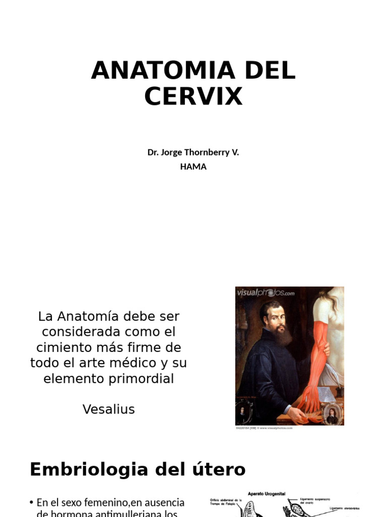Anatomía del Cérvix Uterino | PDF | Vagina | Pelvis