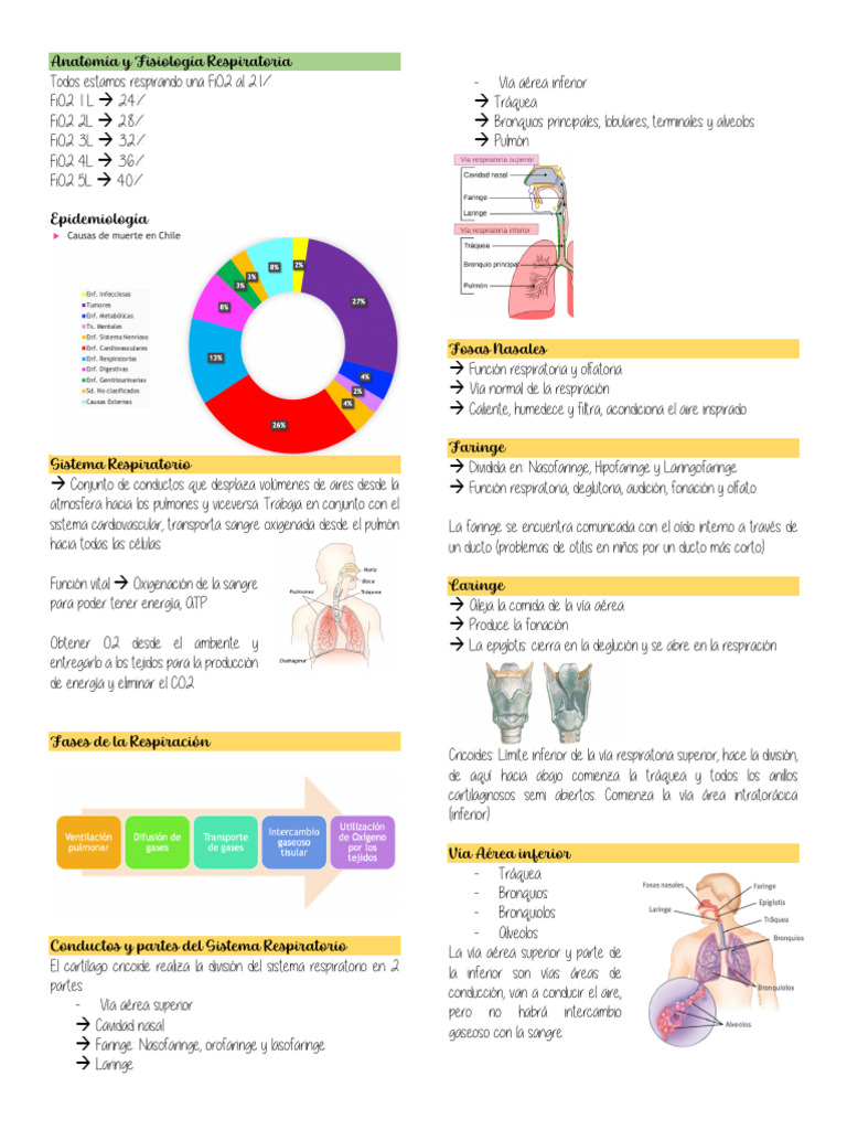 Clase 1 - Kine Respi | PDF | Pulmón | Respiración
