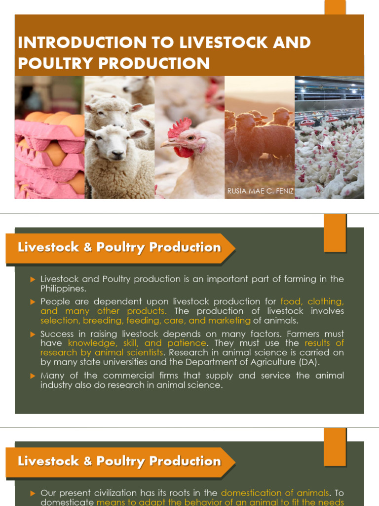 Swine Industry and Breeds | PDF | Livestock | Agriculture