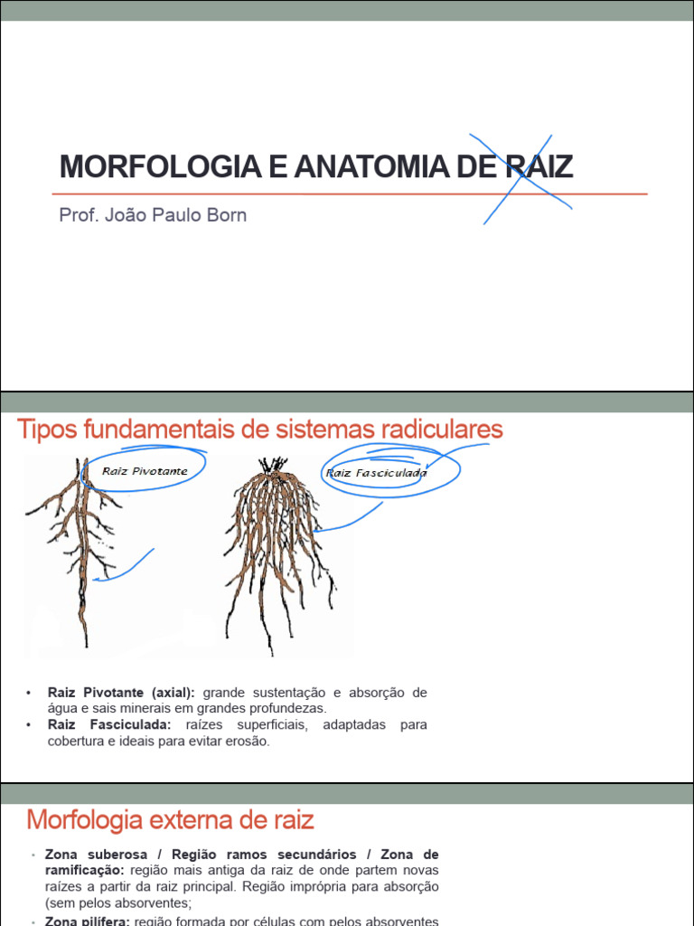 Organologia Vegetal Videoaula Semi | PDF | Raiz | Folha