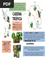 Cadena Alimenticia - Productores, Consumidores y Descomponedores PDF ...
