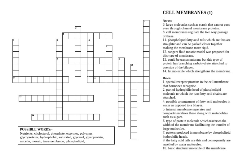 Cell Membrane Crossword 1 | PDF | Cell Membrane | Phospholipid