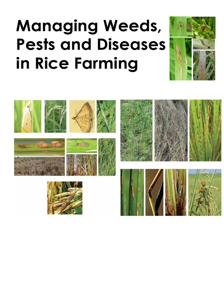 Managing Weeds, Pests and Diseases in Rice Farming | PDF | Rice | Herbicide