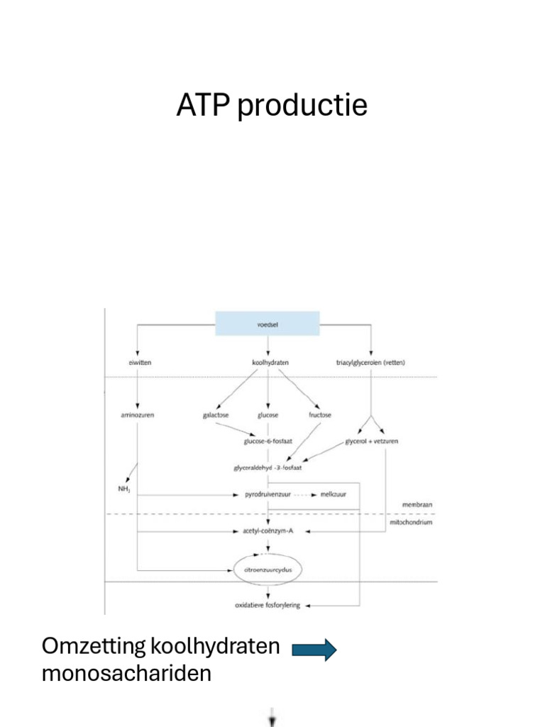 Presentation About ATP-production | PDF