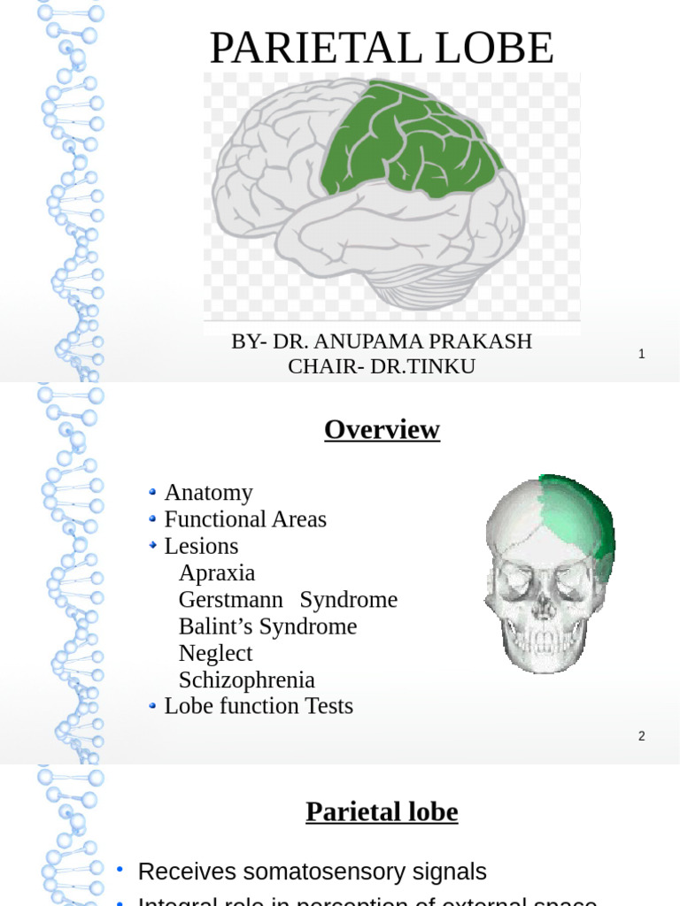 Parietal Lobe Final-1 | PDF | Parietal Lobe | Neuroscience