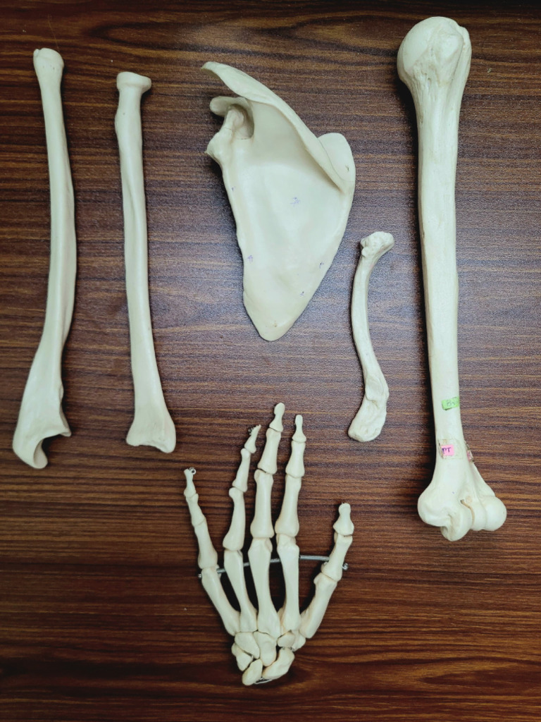 Boneset | PDF