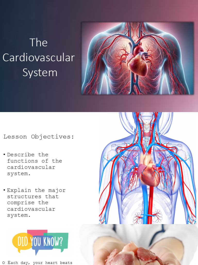 The Cardiovascular System | PDF