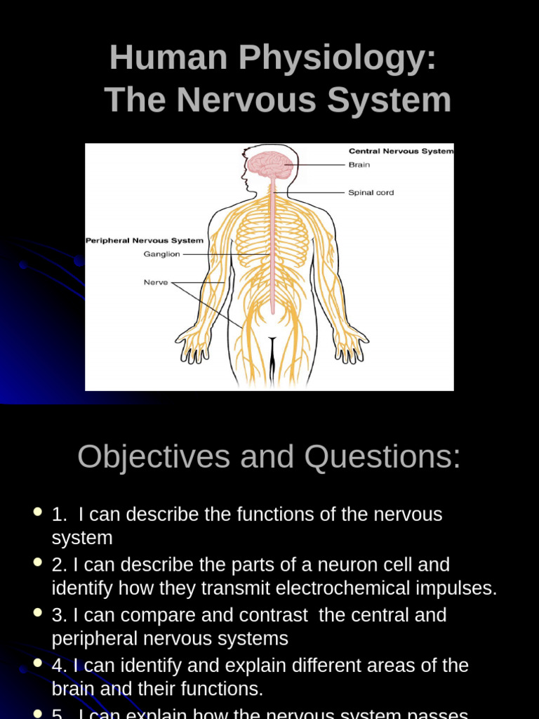 Overview of the Nervous System Functions | PDF | Motor Neuron | Nervous ...