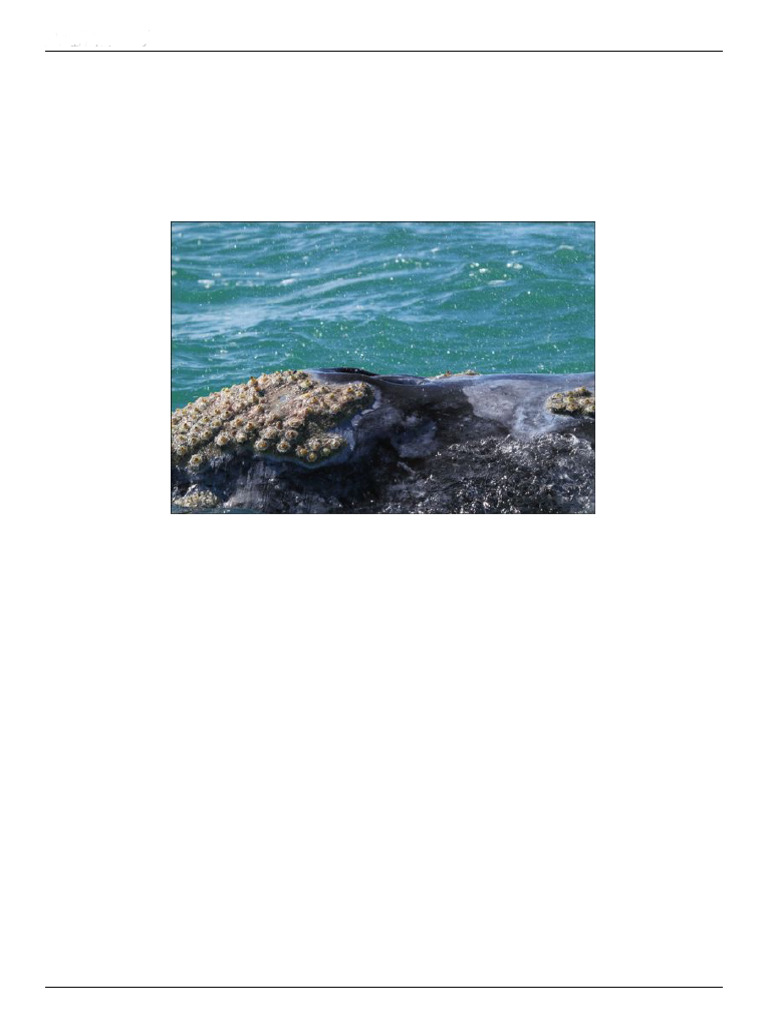The Tale of The Barnacle and The Whale | PDF | Crustacean | Whales