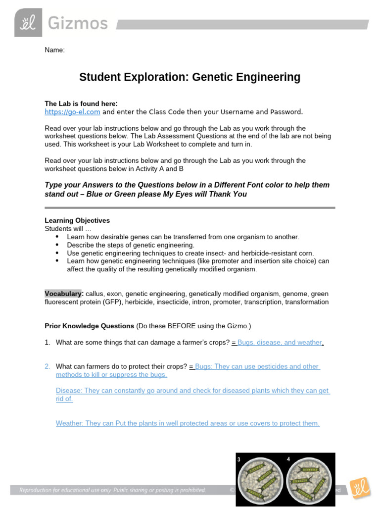 Genetic Engineering: Insect-Resistant Corn | PDF | Gene | Genetic ...