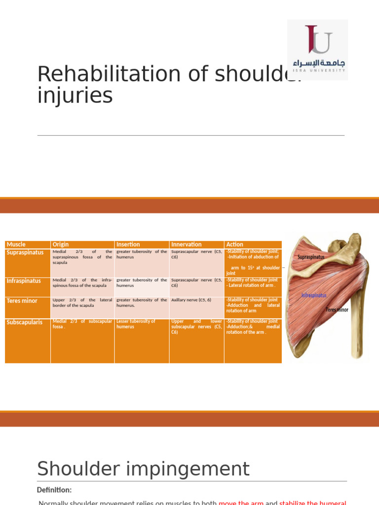 Rehabilitation of Shoulder Injuries-1 | PDF | Shoulder | Anatomical ...