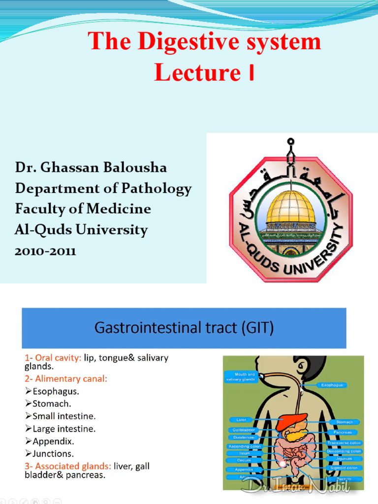 Overview of the Digestive System Anatomy | PDF | Human Tooth ...