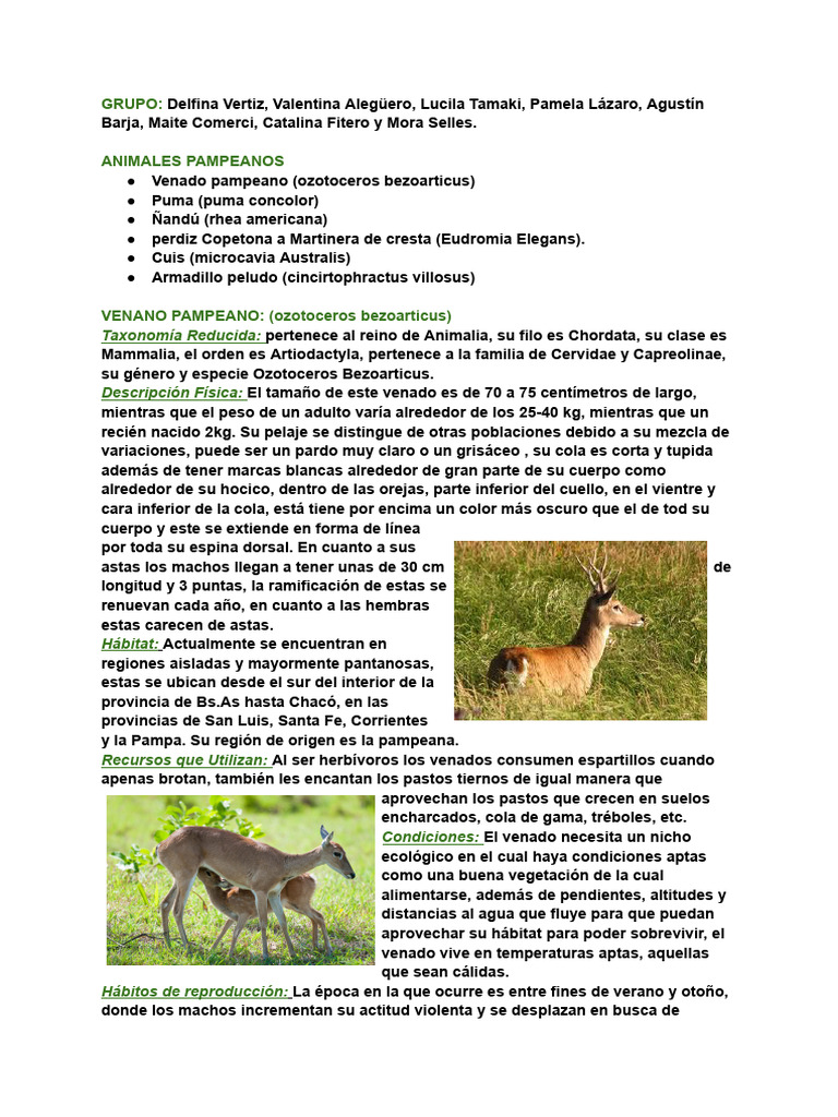Características del Venado Pampeano | PDF | Zoología