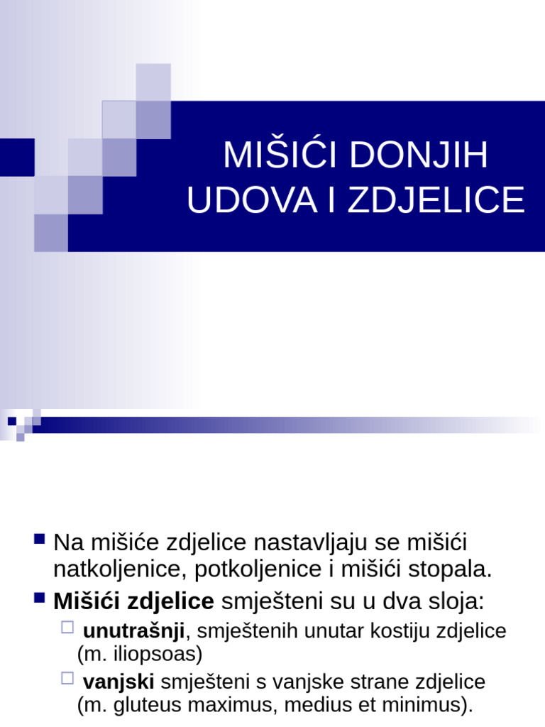 11 Mišići Donjih Udova | PDF