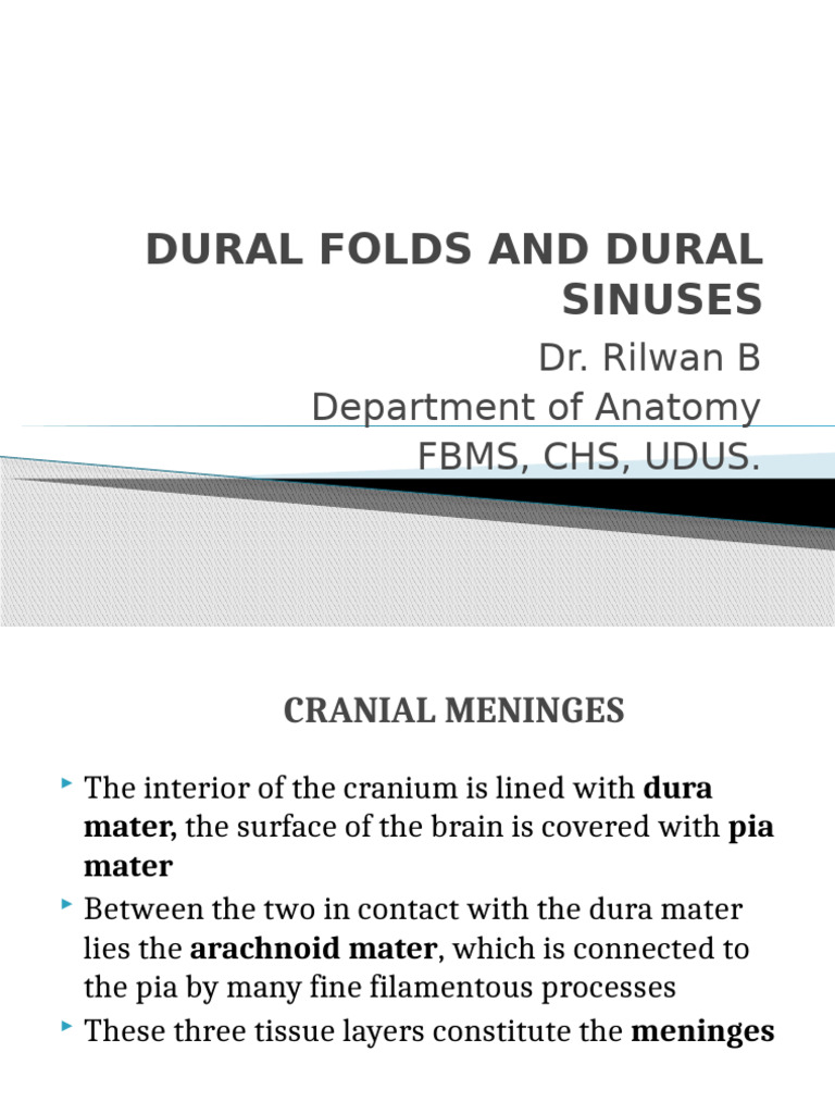 Dural Folds and Sinuses Overview | PDF | Vein | Human Head And Neck