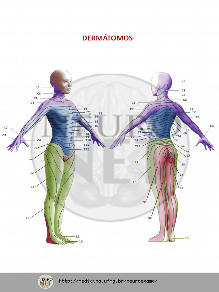 Dermatomos Referencia | PDF