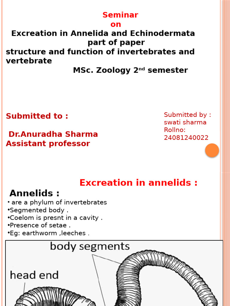 Excreation in Annelids and Echinodermata - 090218 | PDF | Excretion | Biology