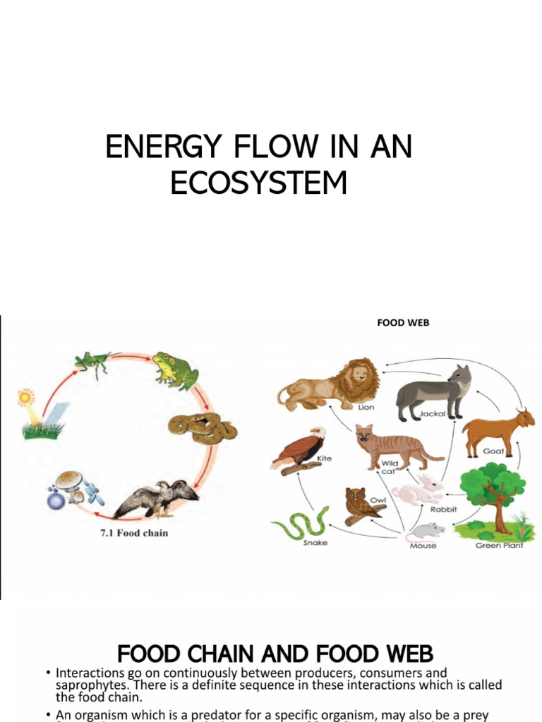 Energy Flow and Nutrient Cycling in Ecosystems | PDF | Ecosystem | Oxygen