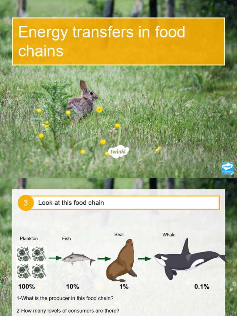 Energy Transfers and Toxins in Food Chains | PDF | Foods | Natural ...