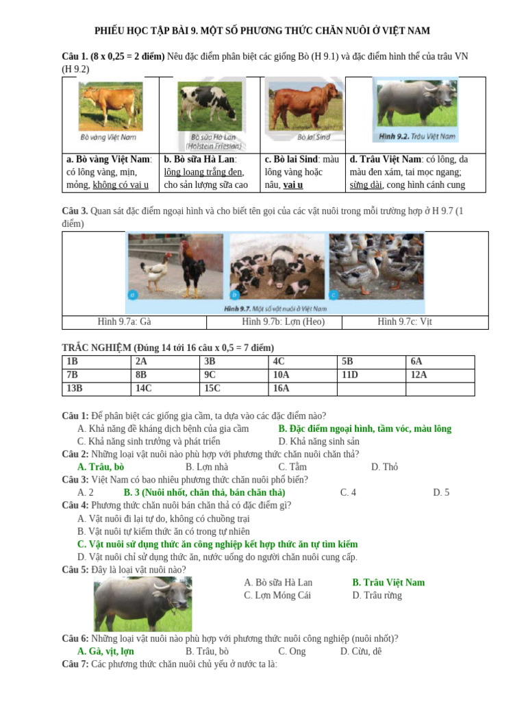 Đáp Án KT PHT B 9 | PDF