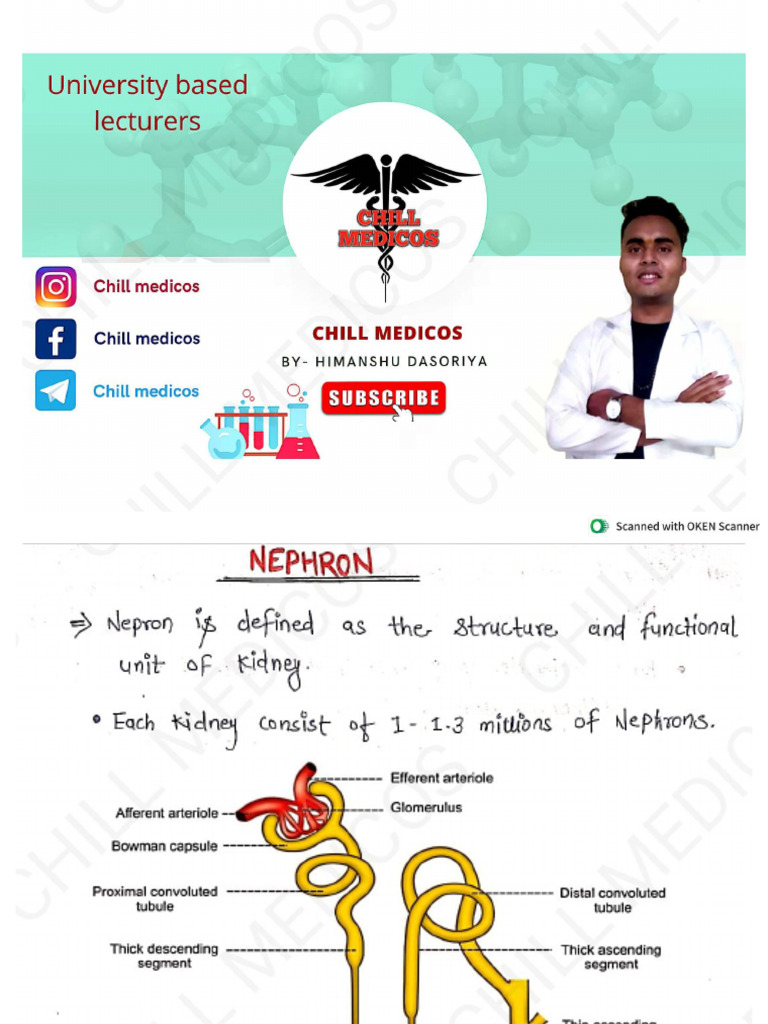 Renal Physiology Bds | PDF