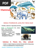 Primate Chart | PDF | Monkey | Ape