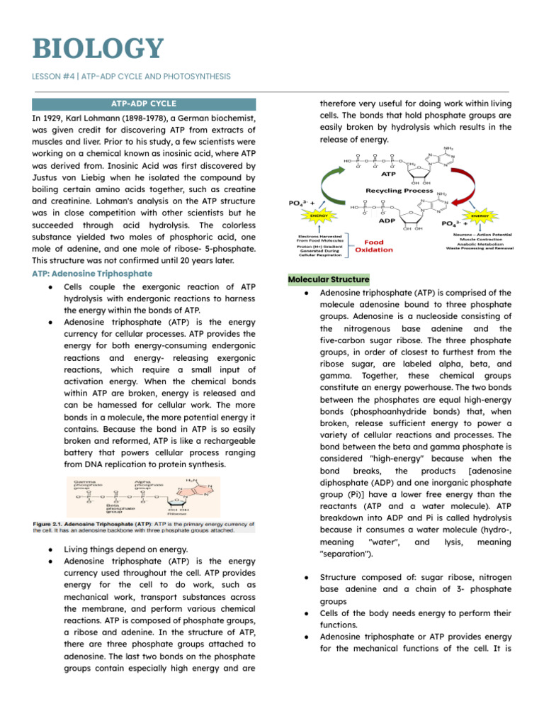 Atp Adp and Photosynthesis | PDF | Photosynthesis | Chlorophyll