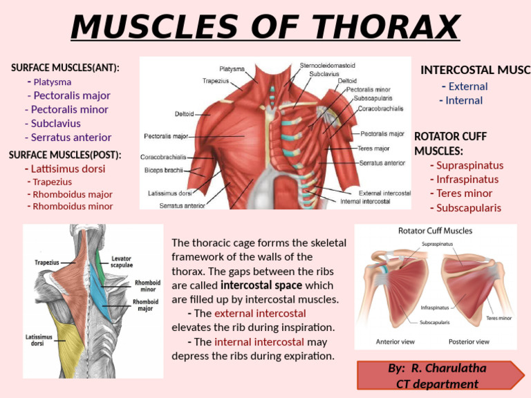 Thoracic Muscles Overview | PDF