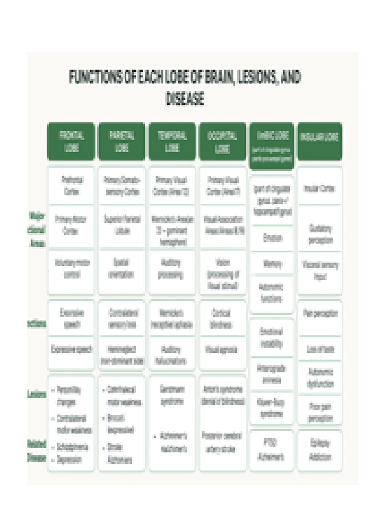 Brain Lobes Functions With Infographic | PDF | Temporal Lobe | Cerebral ...
