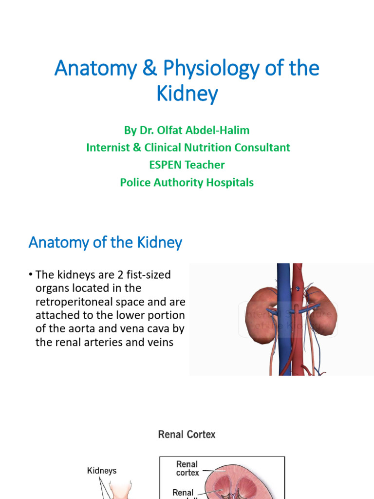 Anatomy & Physiology of Kidney | PDF | Kidney | Creatinine