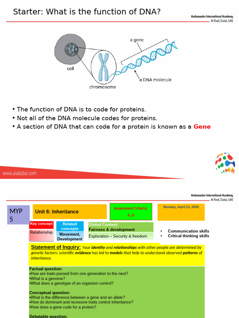 Protein Synthesis | PDF | Gene | Messenger Rna