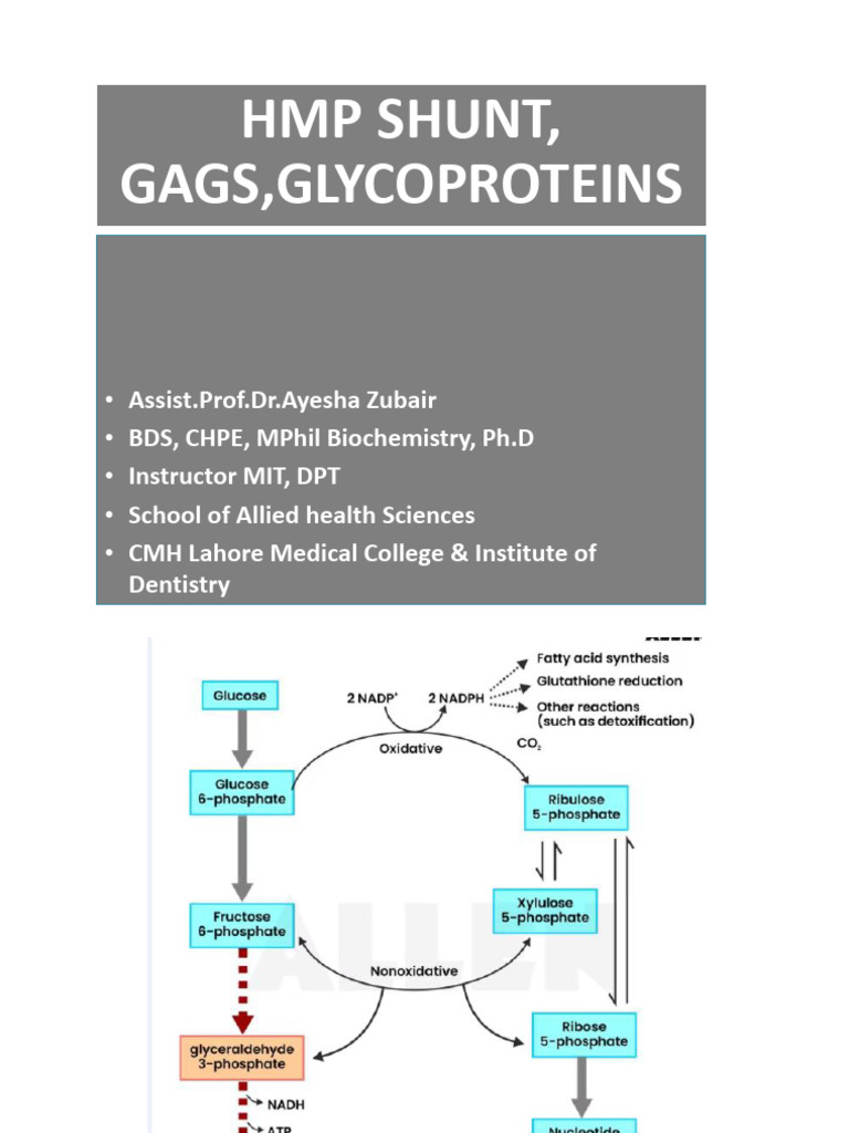 HMP Shunt and Glycoproteins Overview | PDF